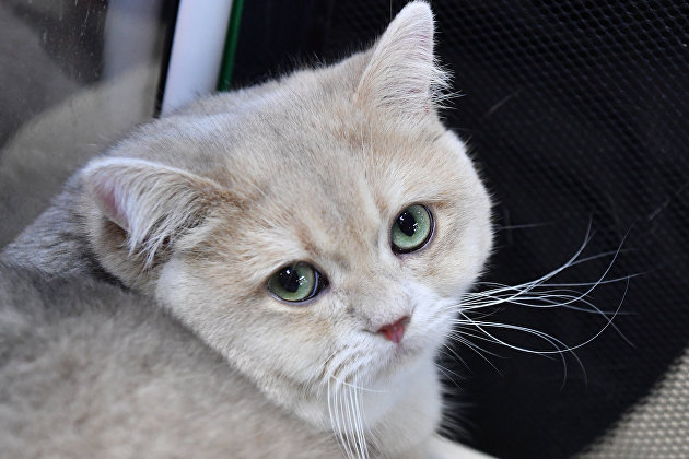 Российские и австрийские исследователи создали вакцину от аллергии на ...