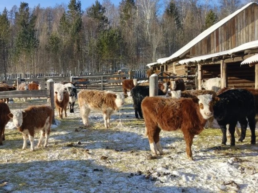 Господдержка сельского хозяйства в Забайкалье увеличится на 30% ...